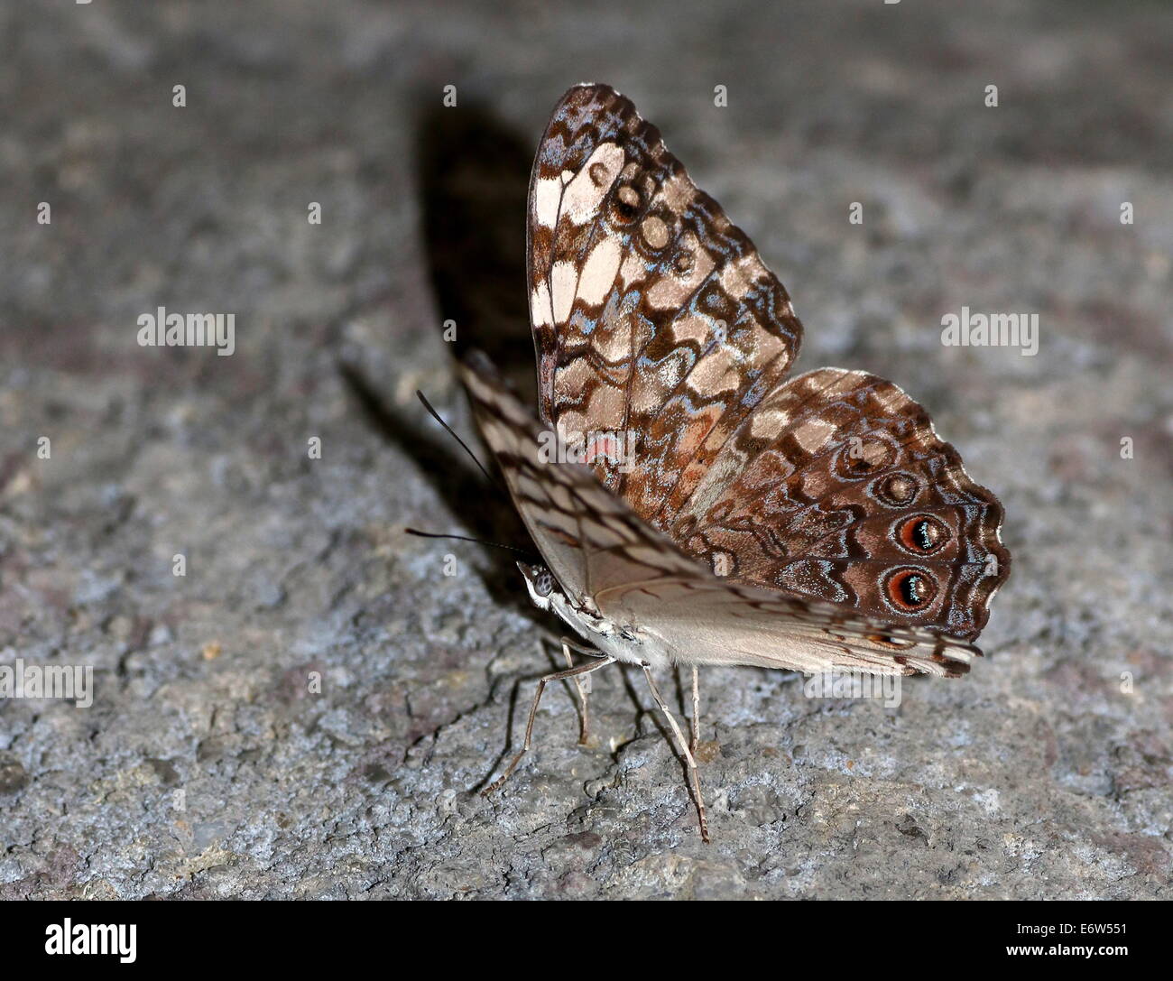 Grey Cracker Butterfly (Hamadryas februa Stock Photo - Alamy