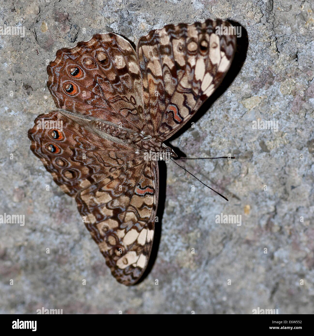 Grey Butterfly Stock Photos & Grey Butterfly Stock Images - Alamy