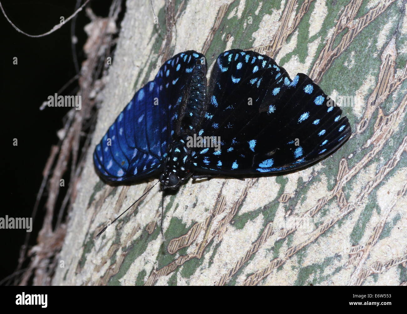 Close-up of a male Starry Night Cracker butterfly (Hamadryas laodamia ...