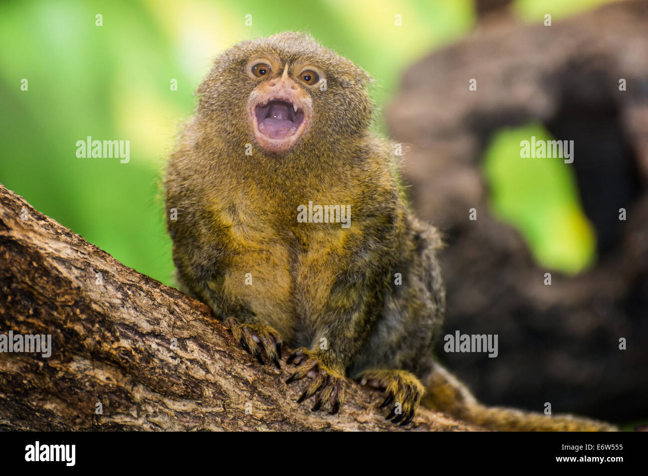 Pygmy marmoset hi-res stock photography and images - Alamy