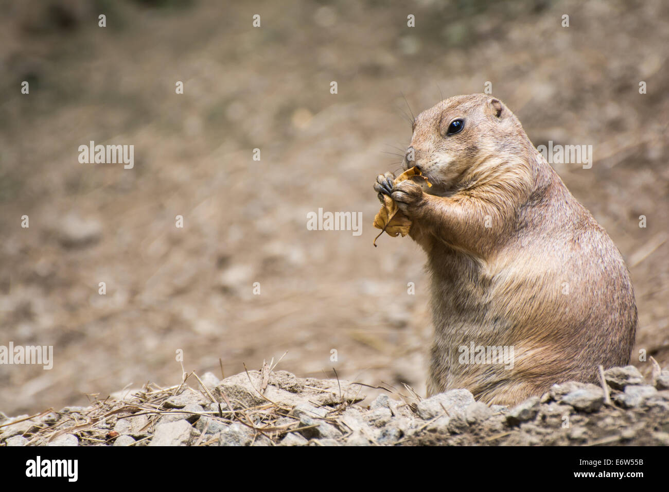 Prairie with animal hi-res stock photography and images - Alamy