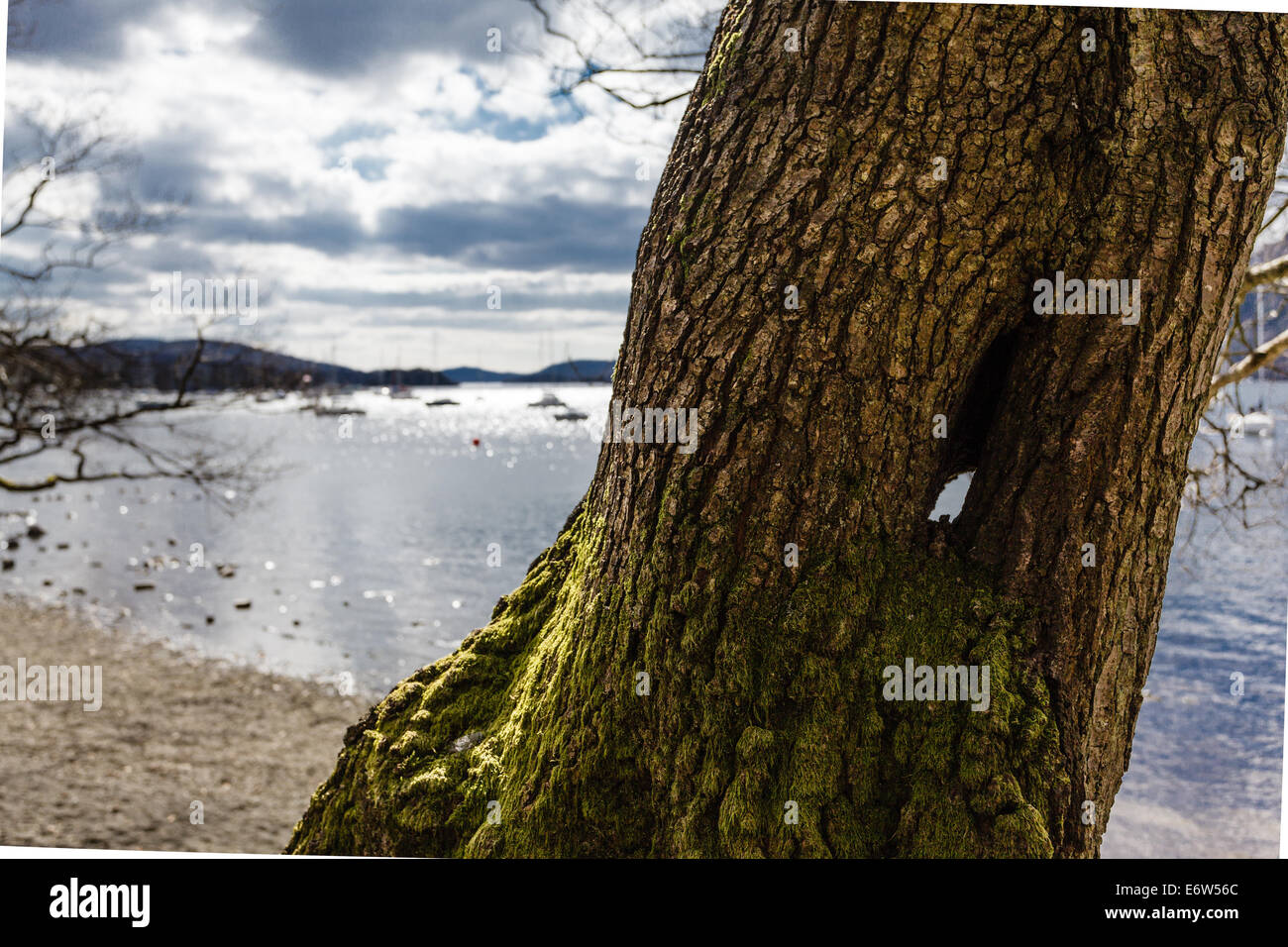 Lake District Wood Tree Hole Pebbles Blue Sky Clouds Water Sparkling ...