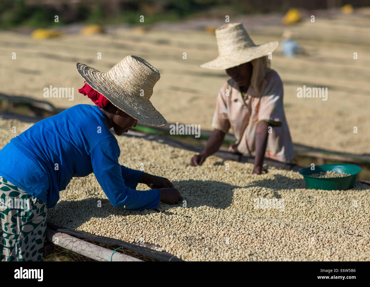 Ethiopia coffee drying hi-res stock photography and images - Alamy