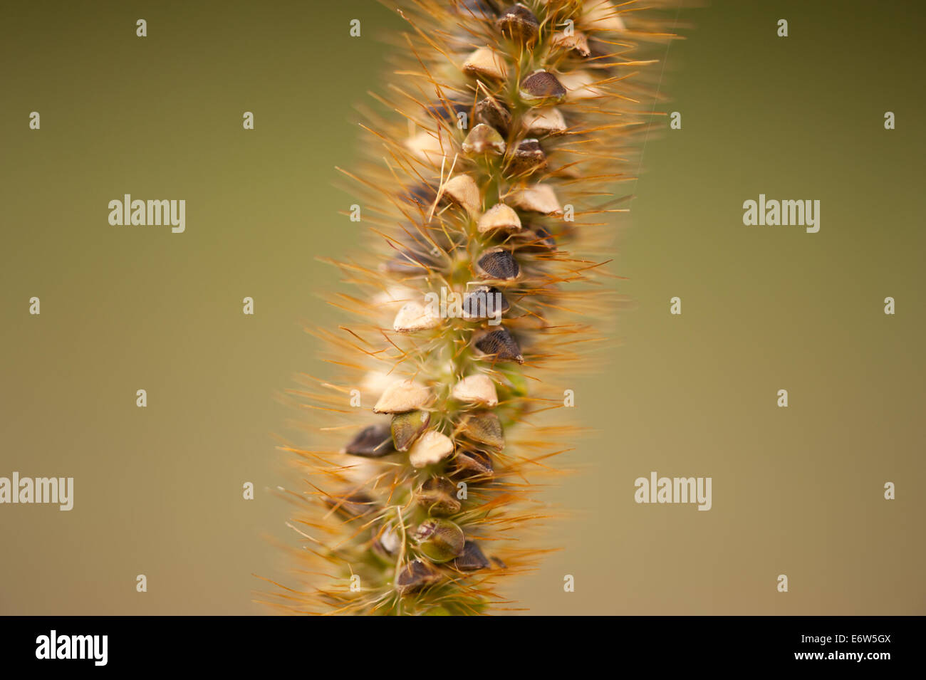 Ornamental grass macro hi-res stock photography and images - Alamy