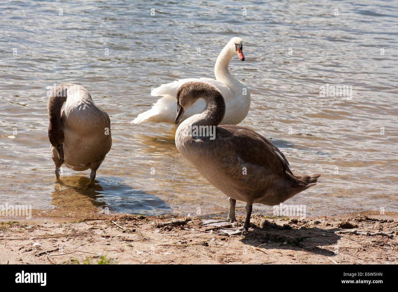 Cygnet birds wildlife hi-res stock photography and images - Alamy