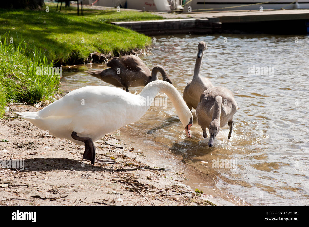 Cygnet eating hi-res stock photography and images - Alamy