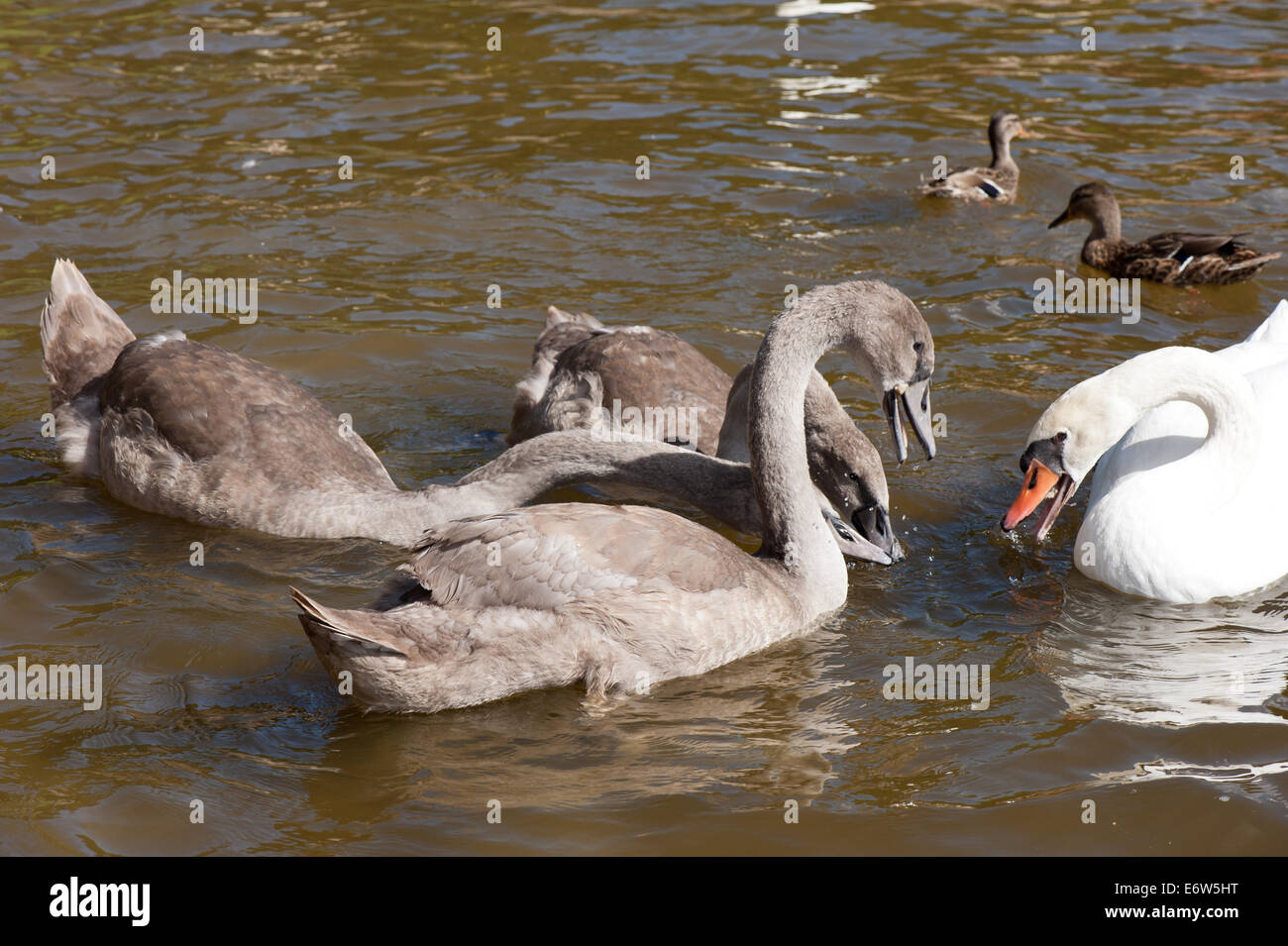 Cygnet cygnets hi-res stock photography and images - Alamy