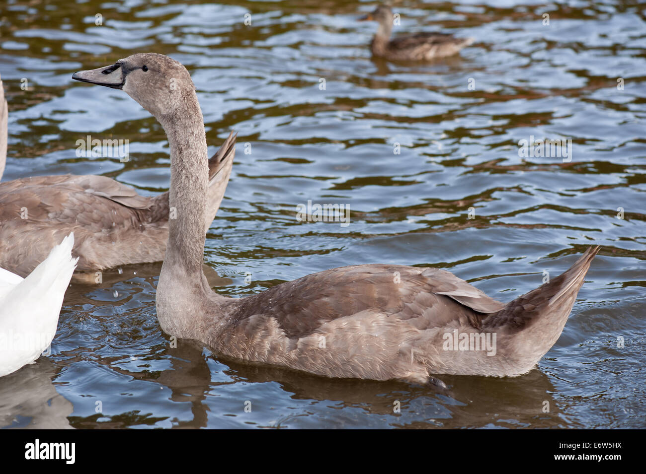 Cygnet birds wildlife hi-res stock photography and images - Alamy