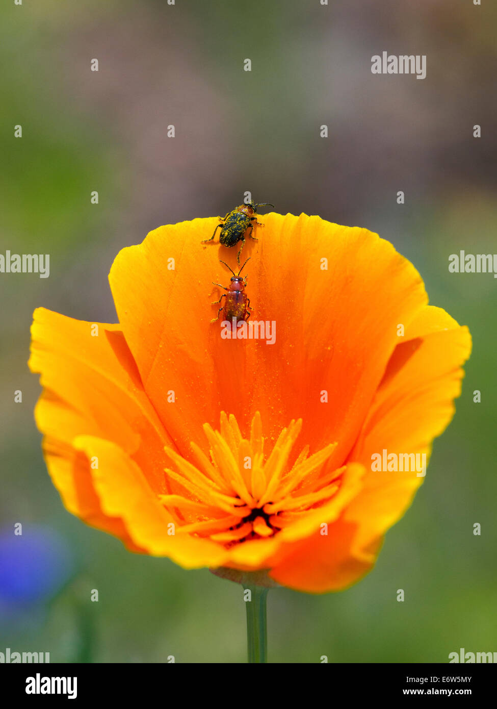 Two Blister Beetles climb a California Poppy flower Stock Photo - Alamy
