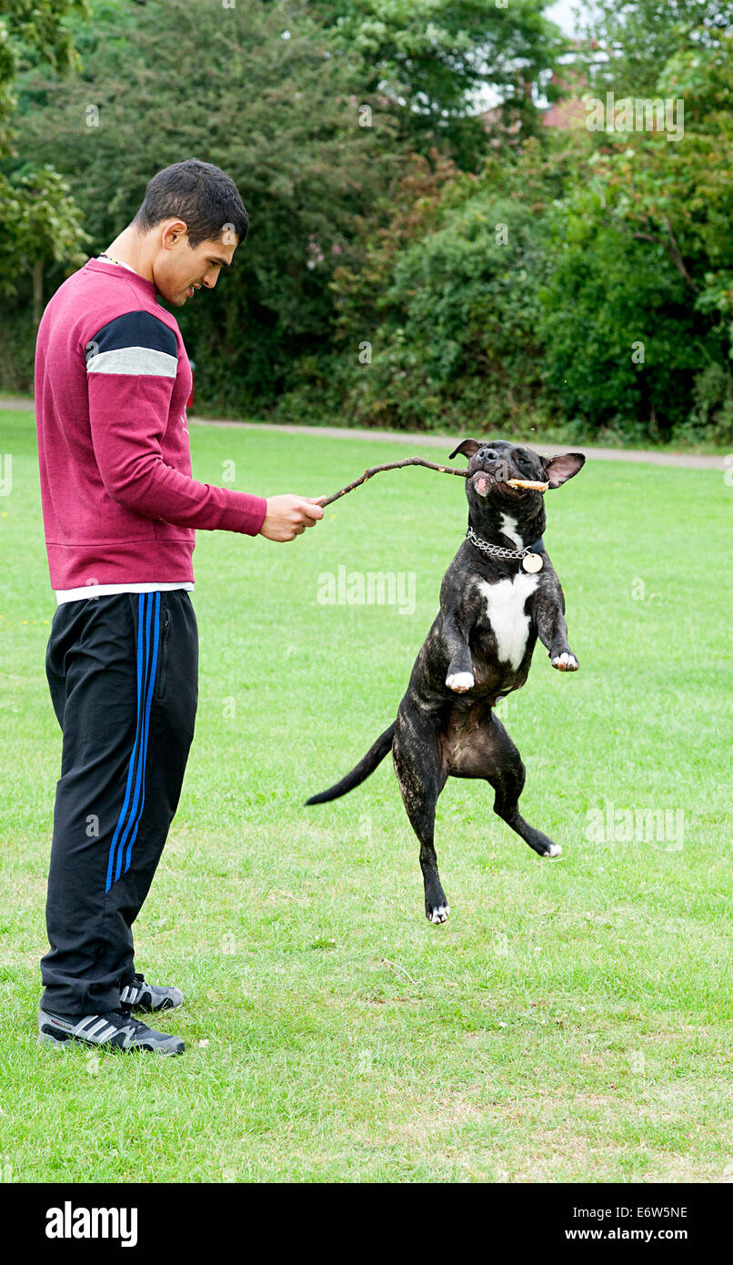 Muscular Staffy High Resolution Stock Photography and Images - Alamy