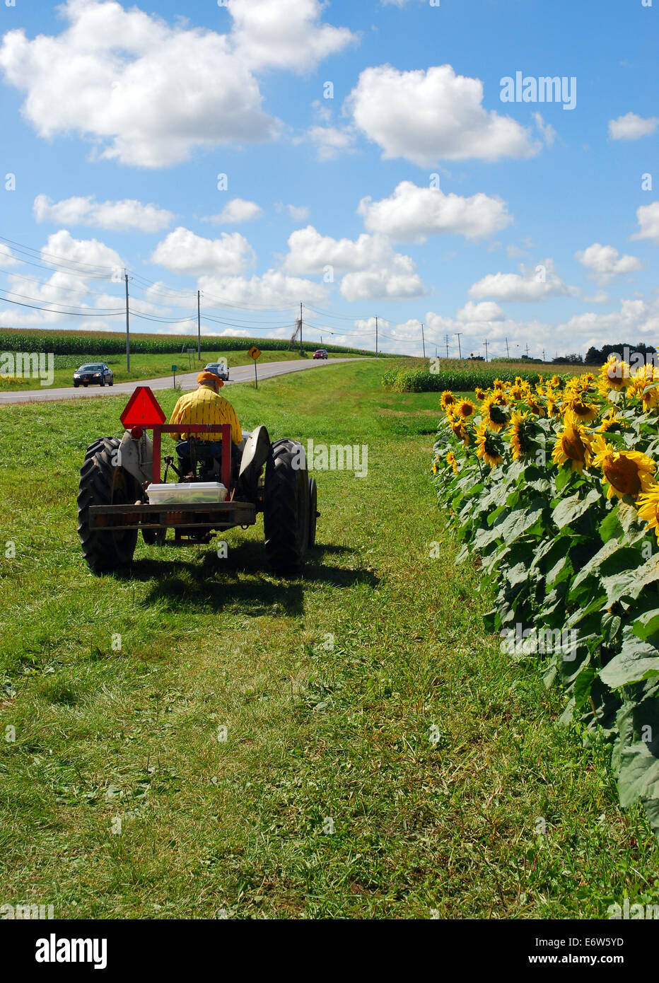 Old farmer on antique tractor driving past his sunflower field Stock ...