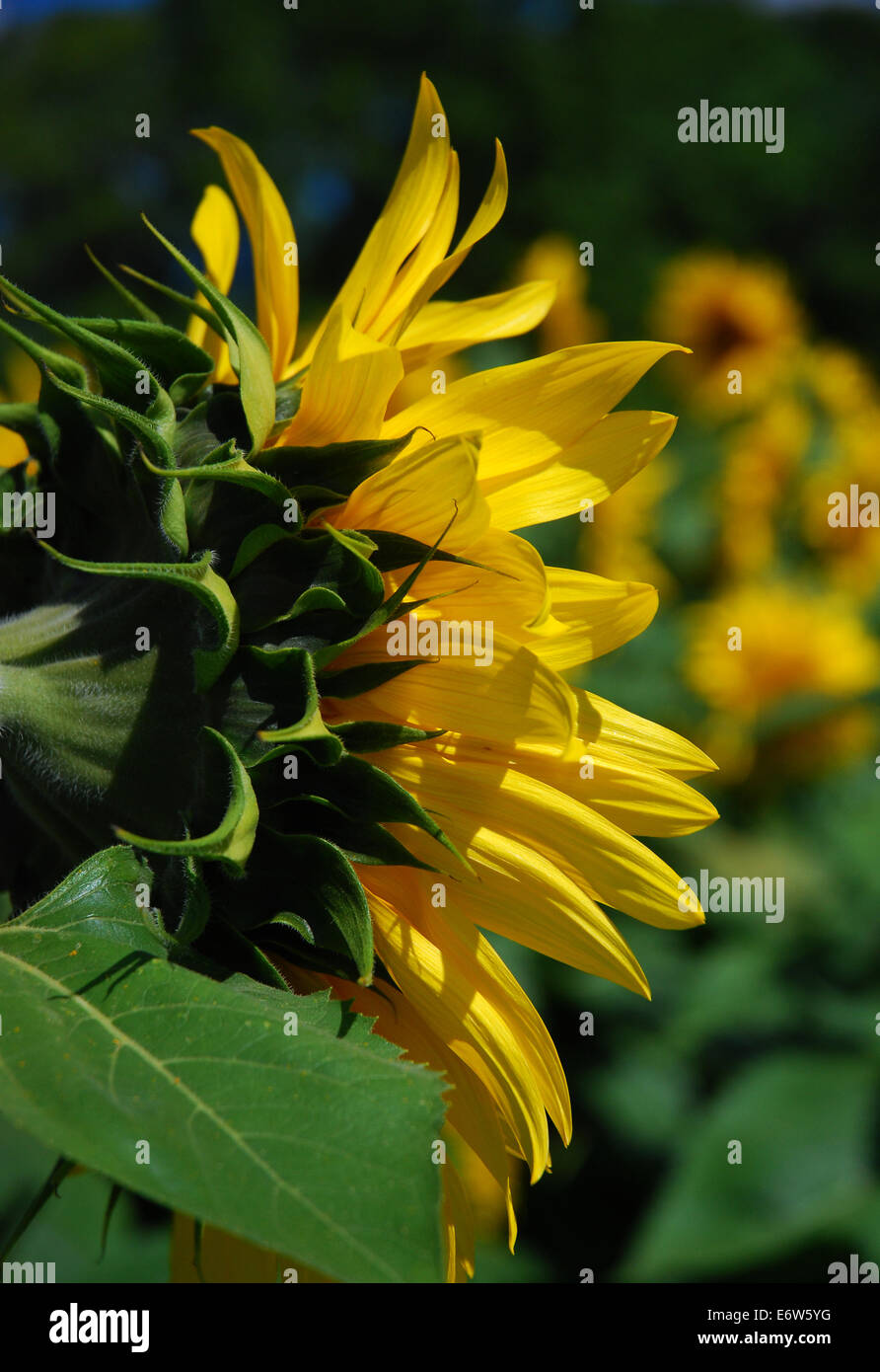 Sunflower profile hi-res stock photography and images - Alamy