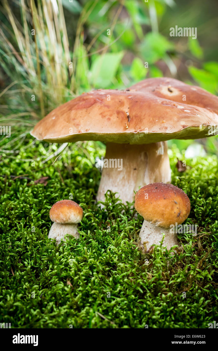 Mushroom on moss hi-res stock photography and images - Alamy