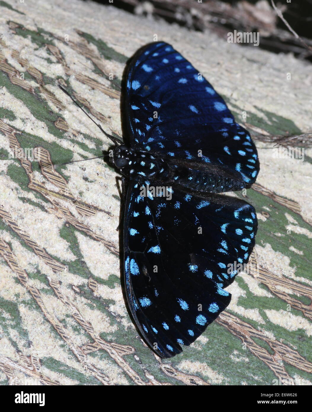 Close-up of a male Starry (Night ) Cracker butterfly (Hamadryas ...