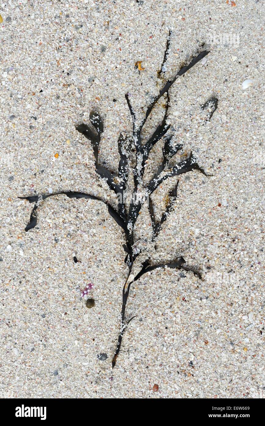 Black seaweed store