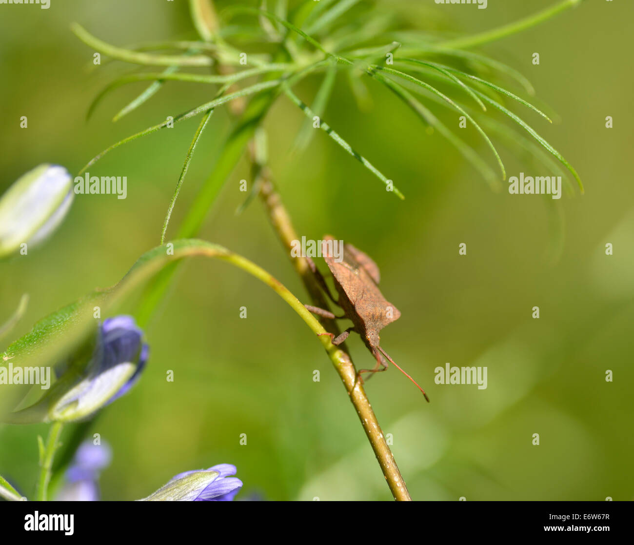 Square beetle. Image taken in Mazovia Region, Poland Stock Photo - Alamy