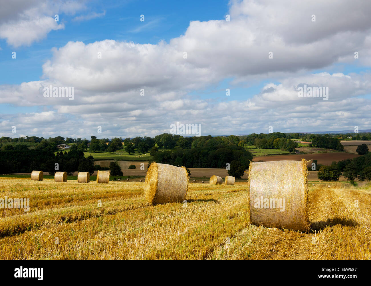 Hay bales in field, near Terrington, North Yorkshire, England UK Stock ...