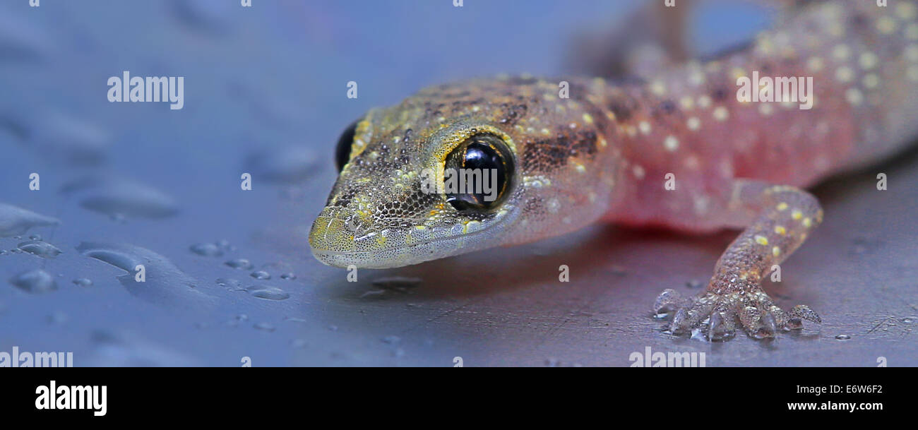 Gecko macro shot - Gecko face- Gecko eyes Stock Photo - Alamy