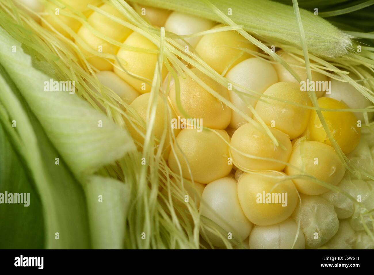 Bicolor sweet corn. Closeup Stock Photo - Alamy
