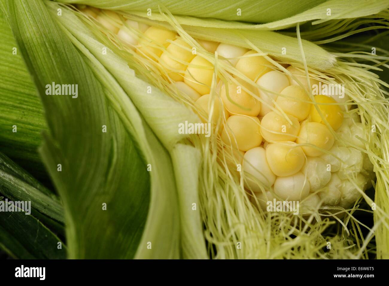 Bicolor corn hi-res stock photography and images - Alamy