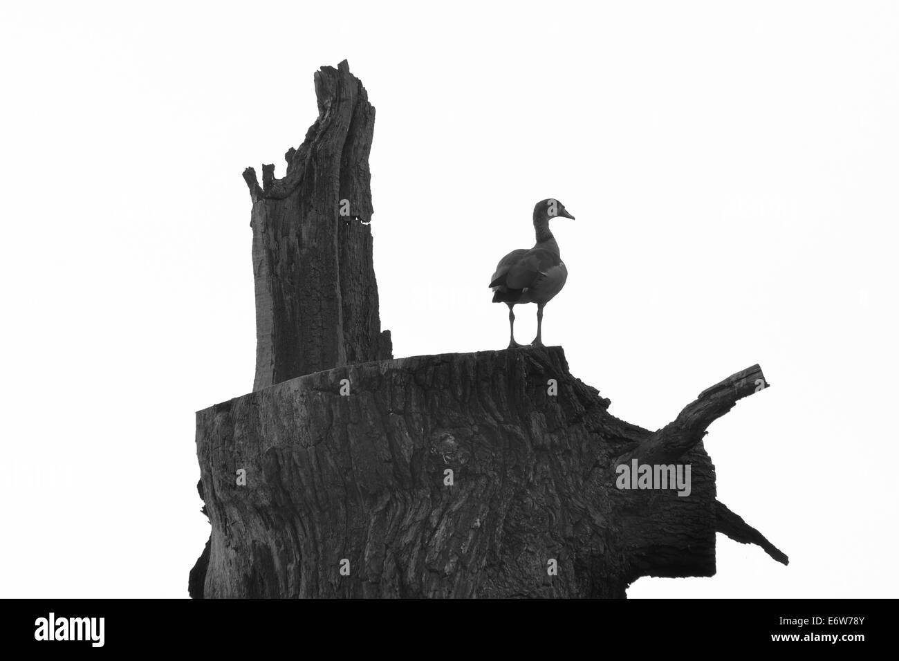 Egyptian goose on dead tree trunk, Bushy Park, London, UK Stock Photo ...