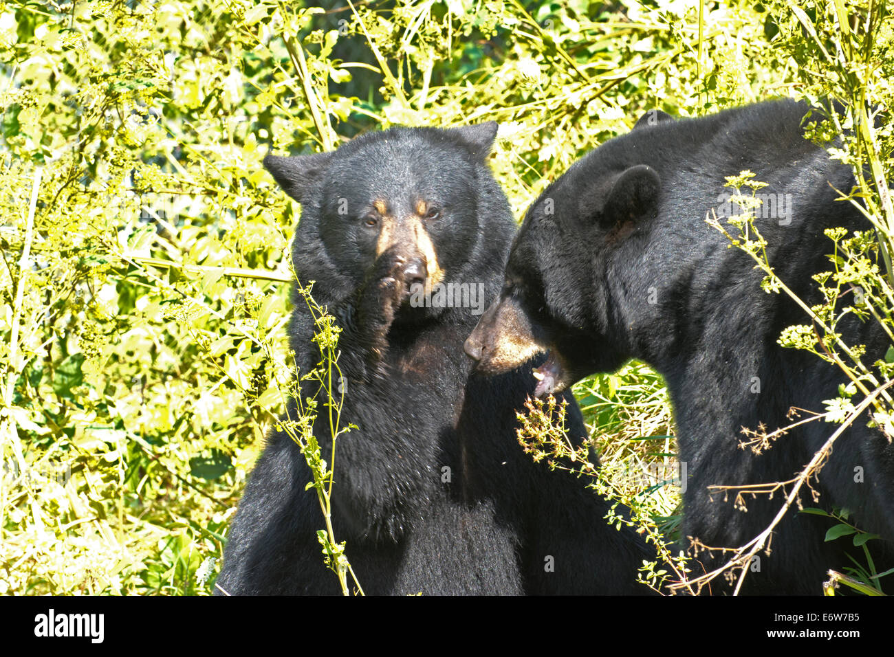 A pair of Black Bears Stock Photo - Alamy