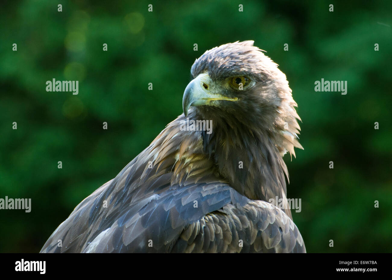Close-up of a Golden Eagle Stock Photo - Alamy