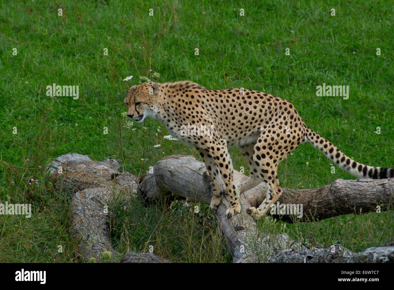 A single Cheetah on a log Stock Photo - Alamy