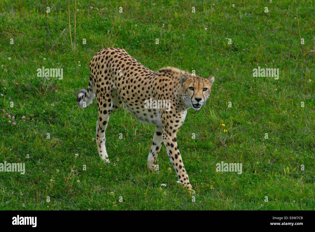 A single Cheetah Stock Photo - Alamy