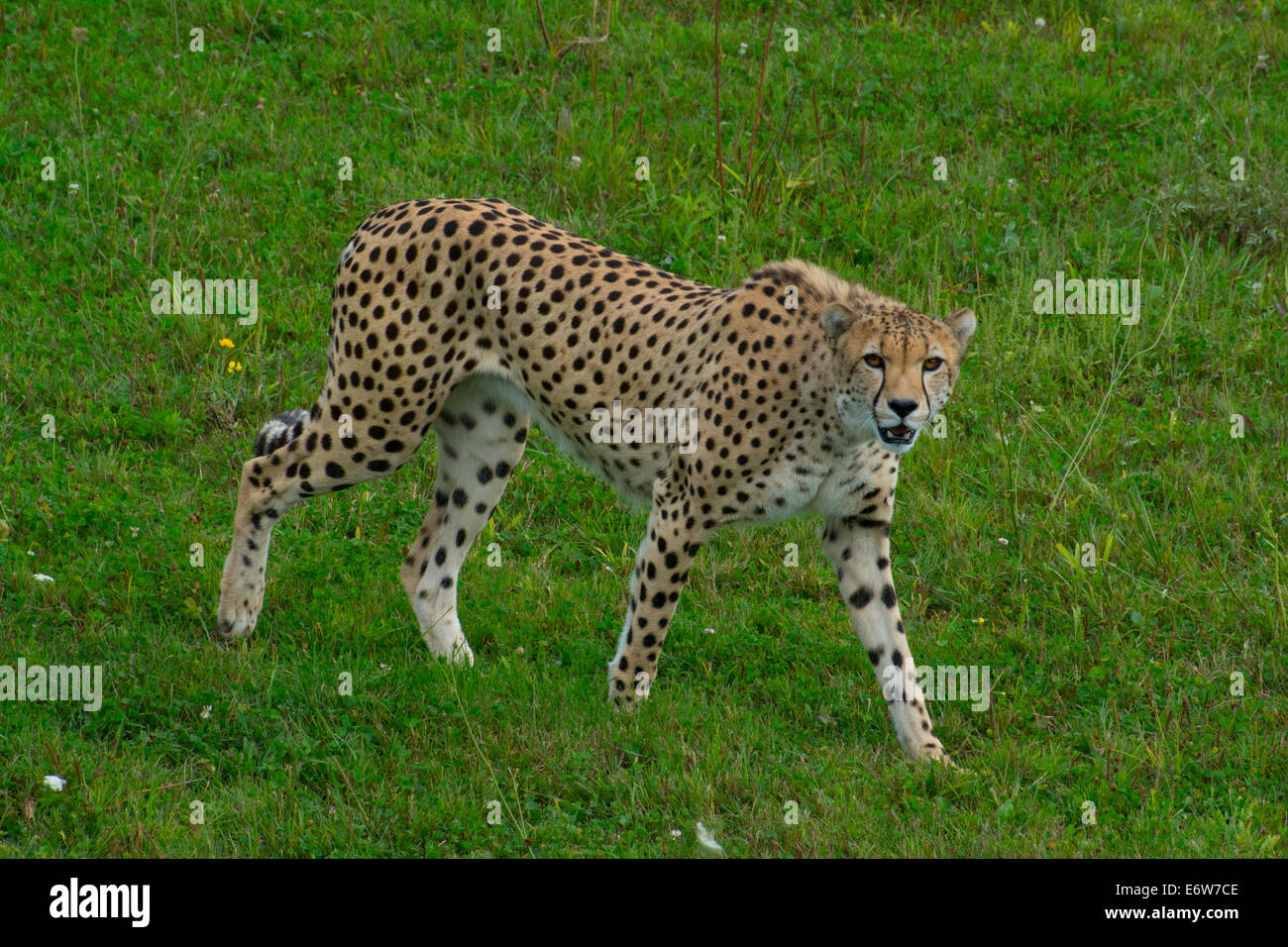 A single Cheetah Stock Photo - Alamy