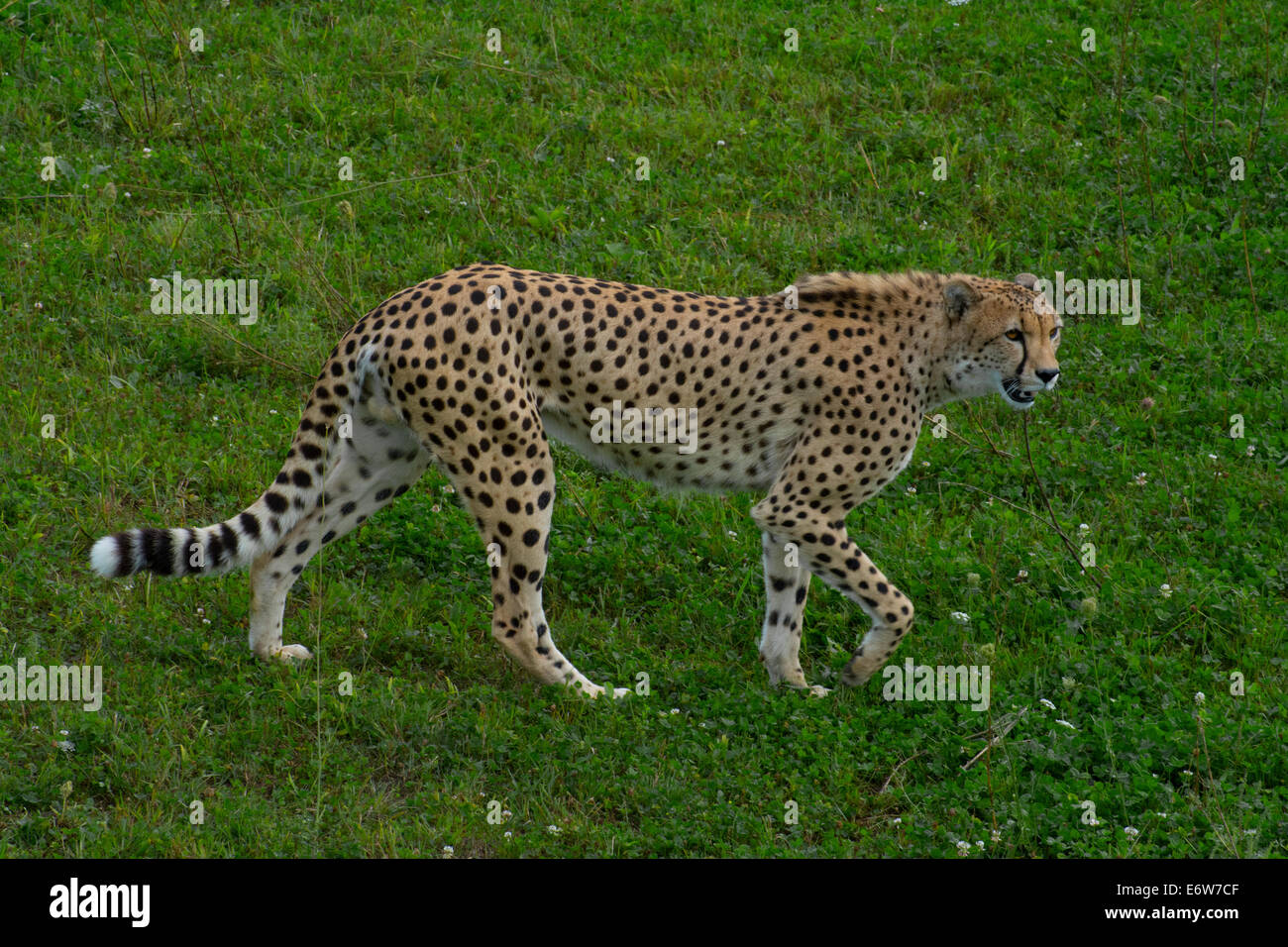 A single Cheetah Stock Photo - Alamy