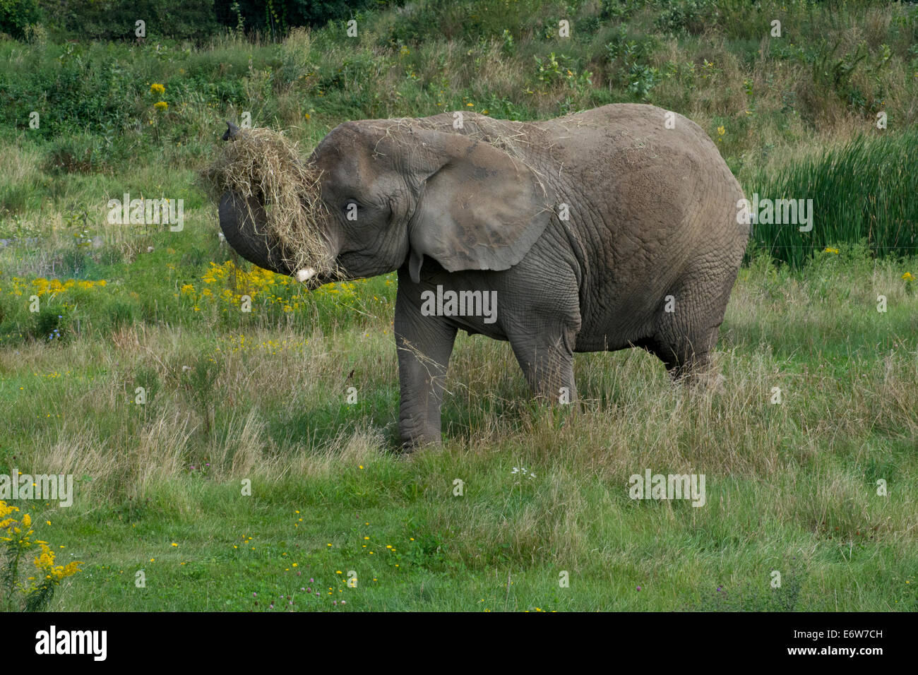 African elephant carrying her own snack Stock Photo - Alamy