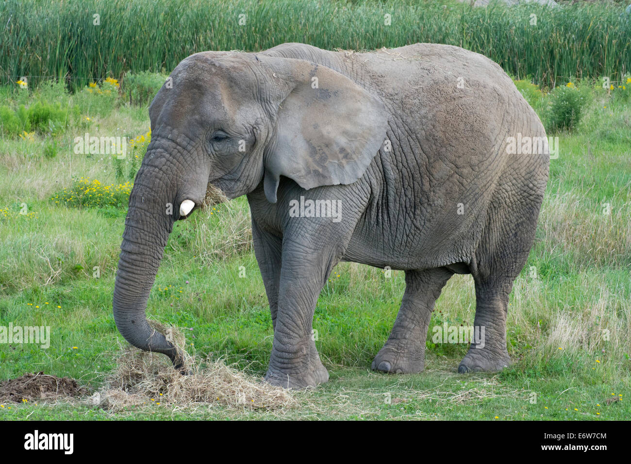 An African Elephant snacking on hay Stock Photo - Alamy