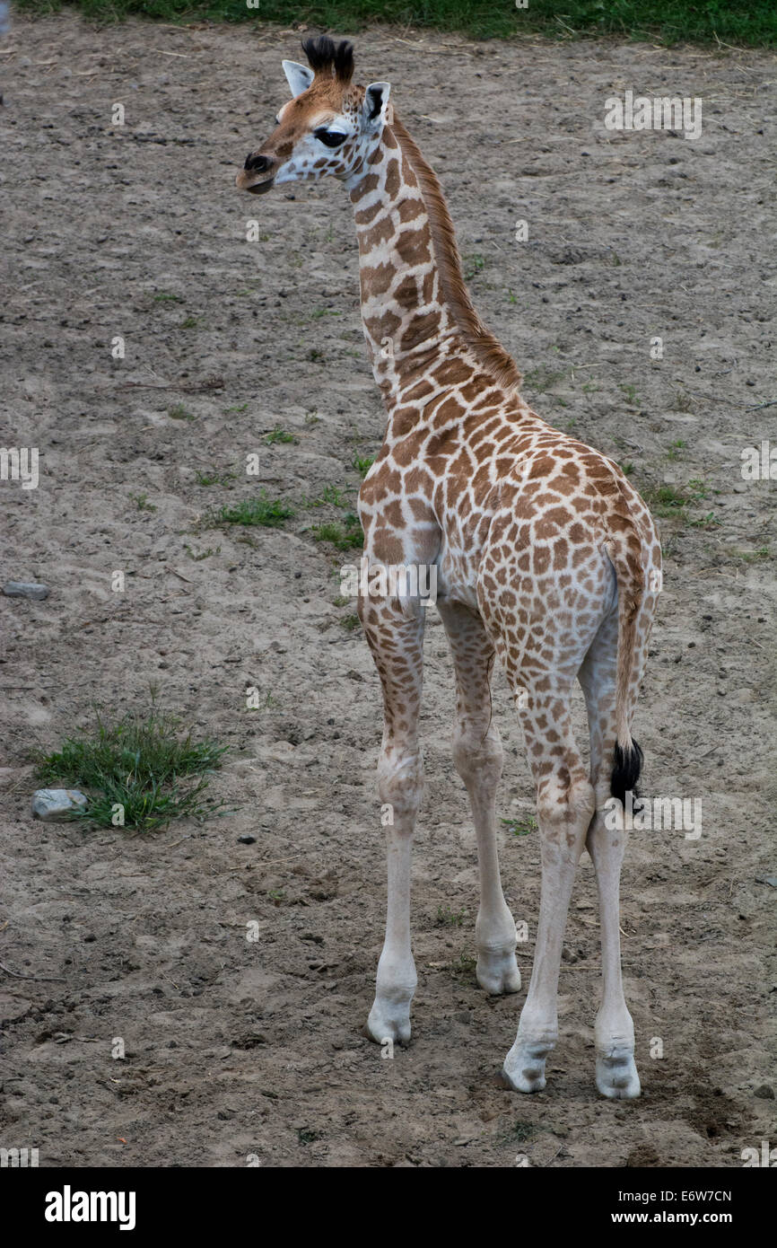 Recently born hi-res stock photography and images - Alamy