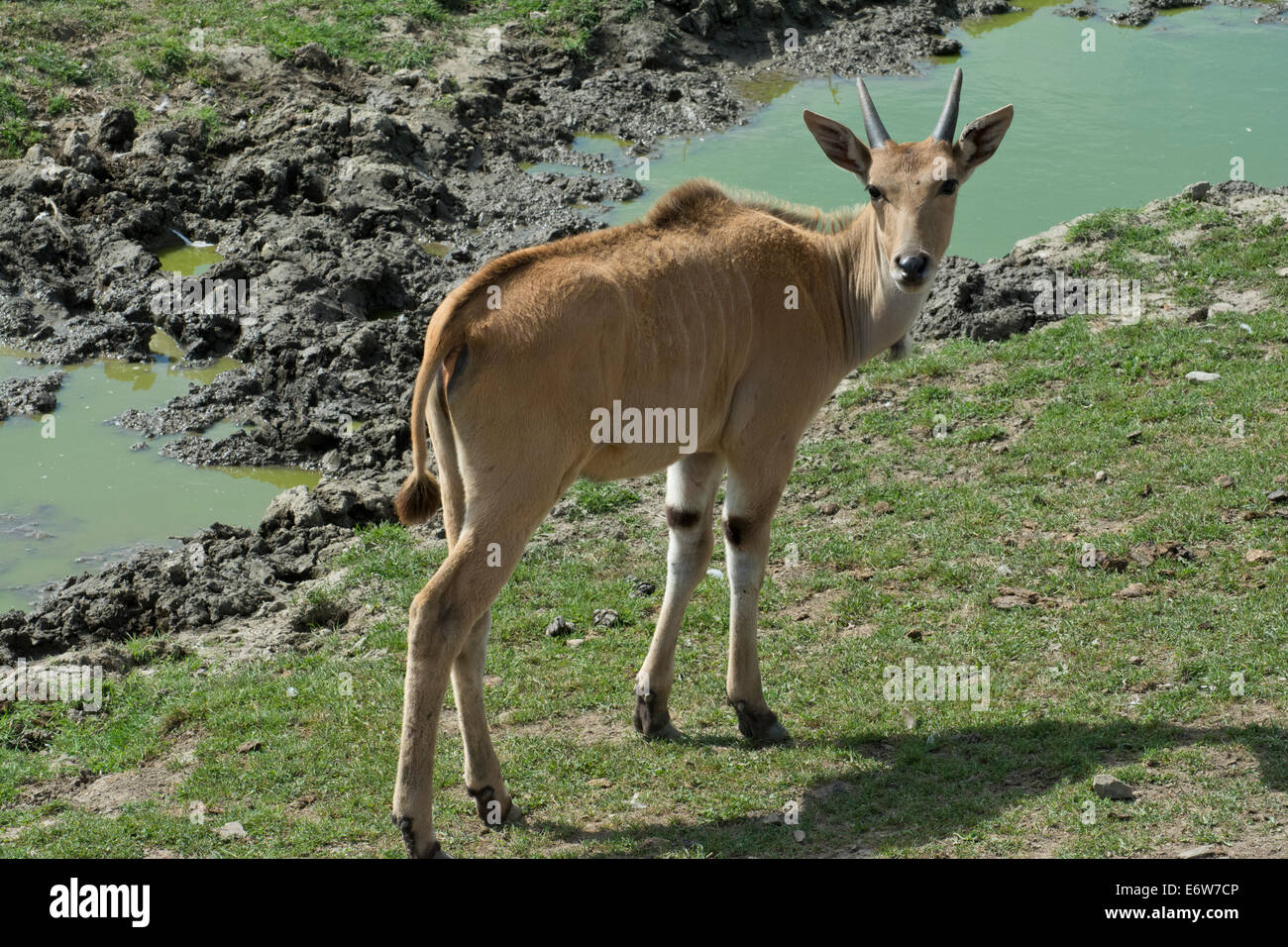 A Common Eland Stock Photo - Alamy