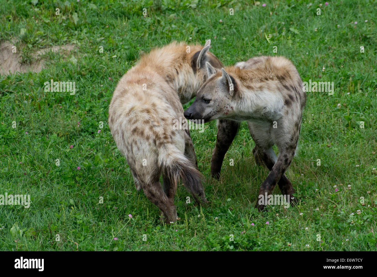 A pair of Spotted Hyenas Stock Photo - Alamy