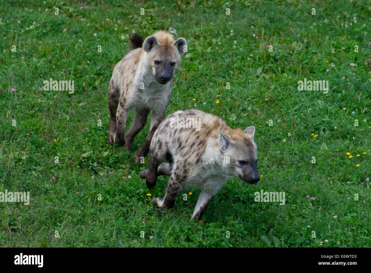 A pair of Spotted Hyenas chasing each other Stock Photo - Alamy