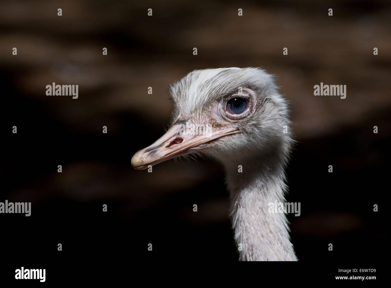 Close-up of a Rhea Stock Photo - Alamy