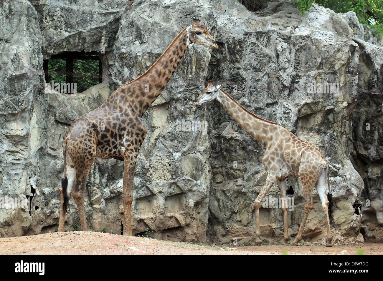 Pet giraffe hi-res stock photography and images - Alamy