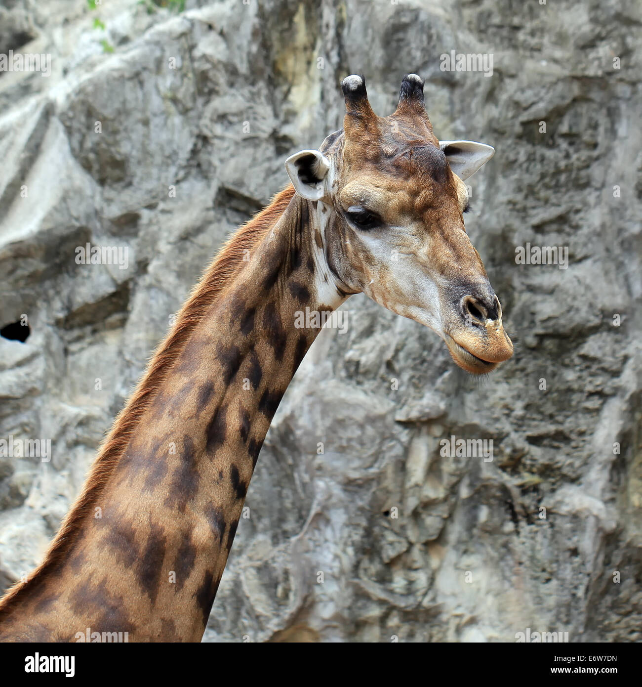 Giraffe pet hi-res stock photography and images - Alamy