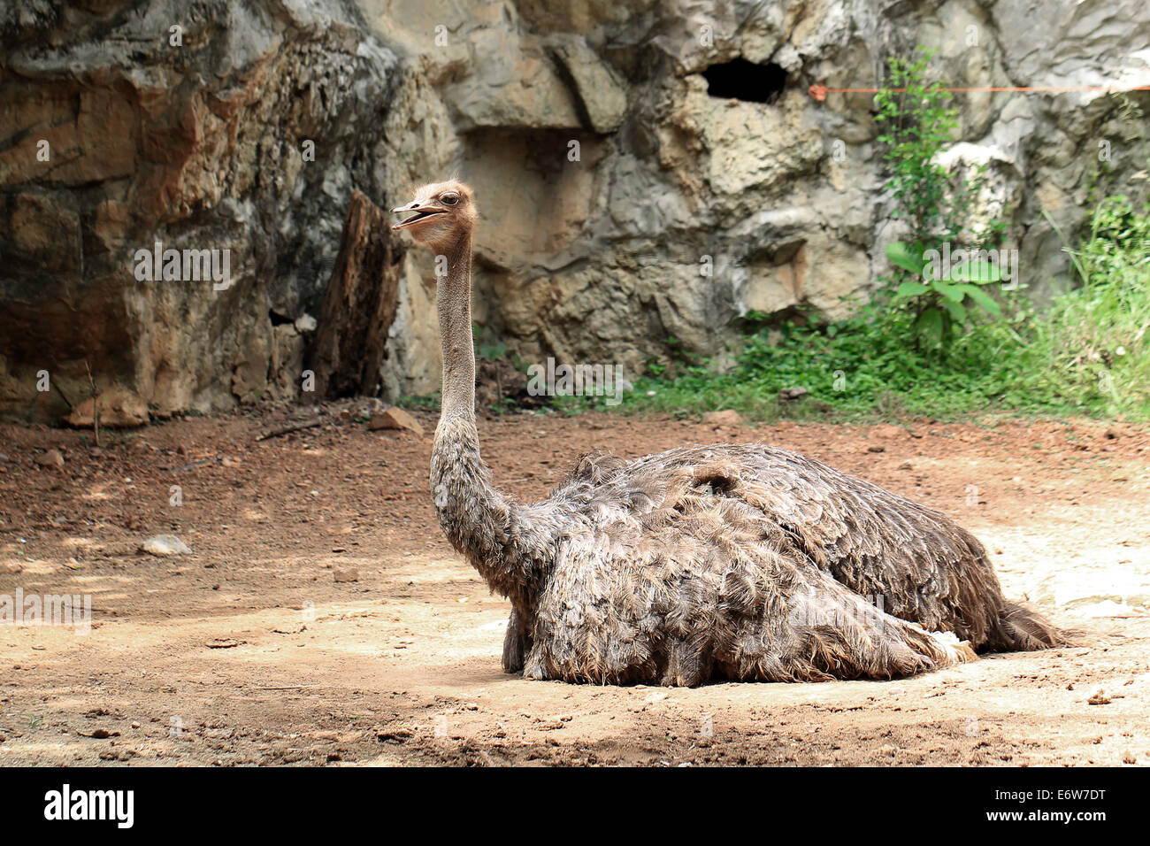 Closeup of ostrich in the zoo Stock Photo - Alamy