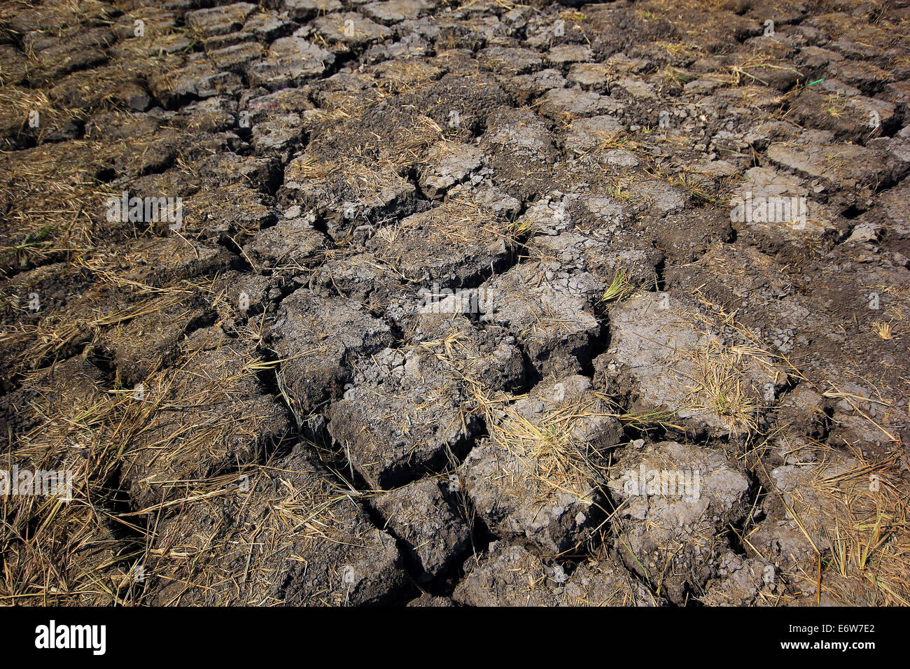 Dry cracked earth as background or texture Stock Photo - Alamy