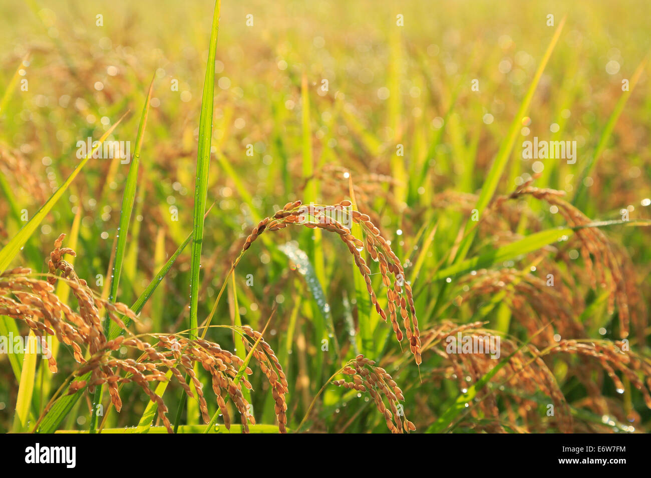 rice field in Japan Stock Photo - Alamy