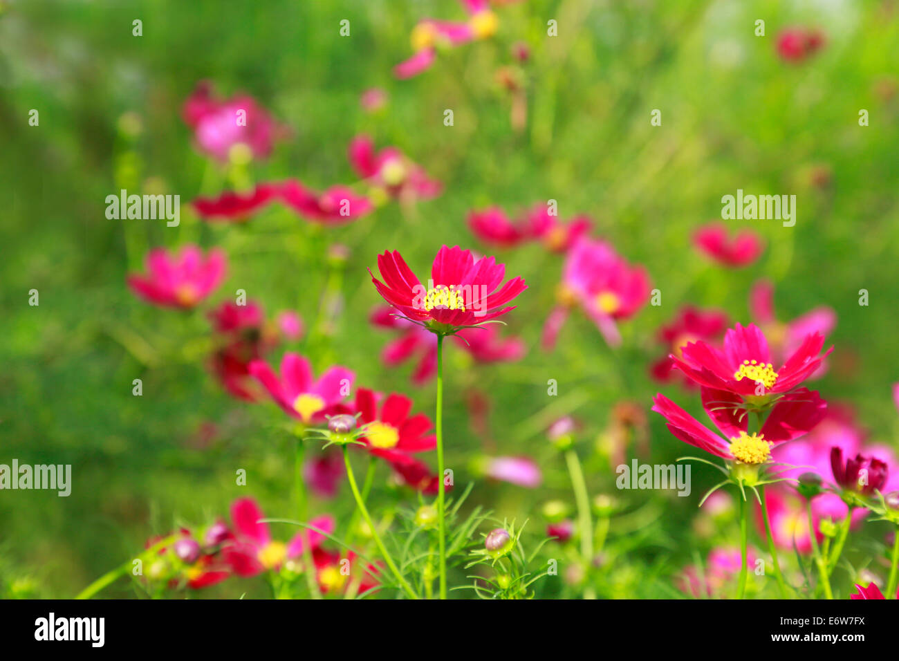 Beautiful Cosmos Flower in Japan Stock Photo - Alamy