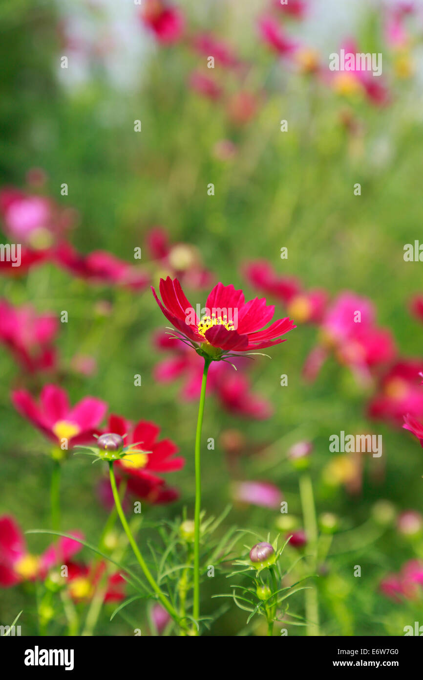Beautiful Cosmos Flower in Japan Stock Photo - Alamy