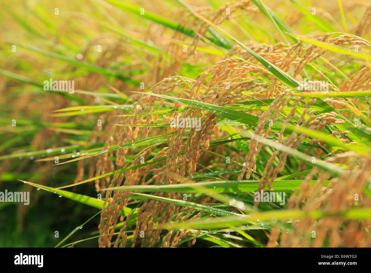 rice field in Japan Stock Photo - Alamy