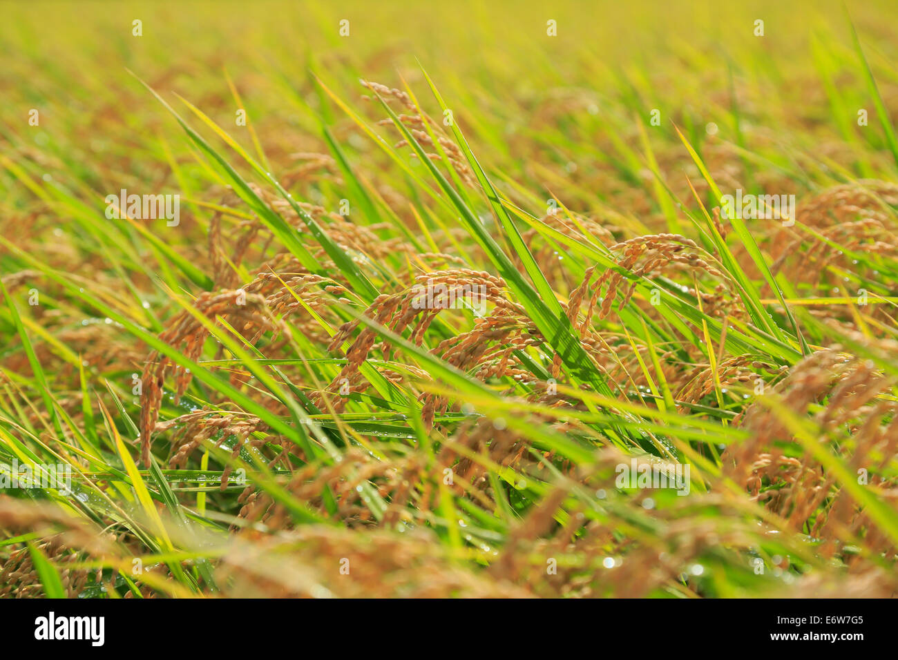rice field in Japan Stock Photo - Alamy