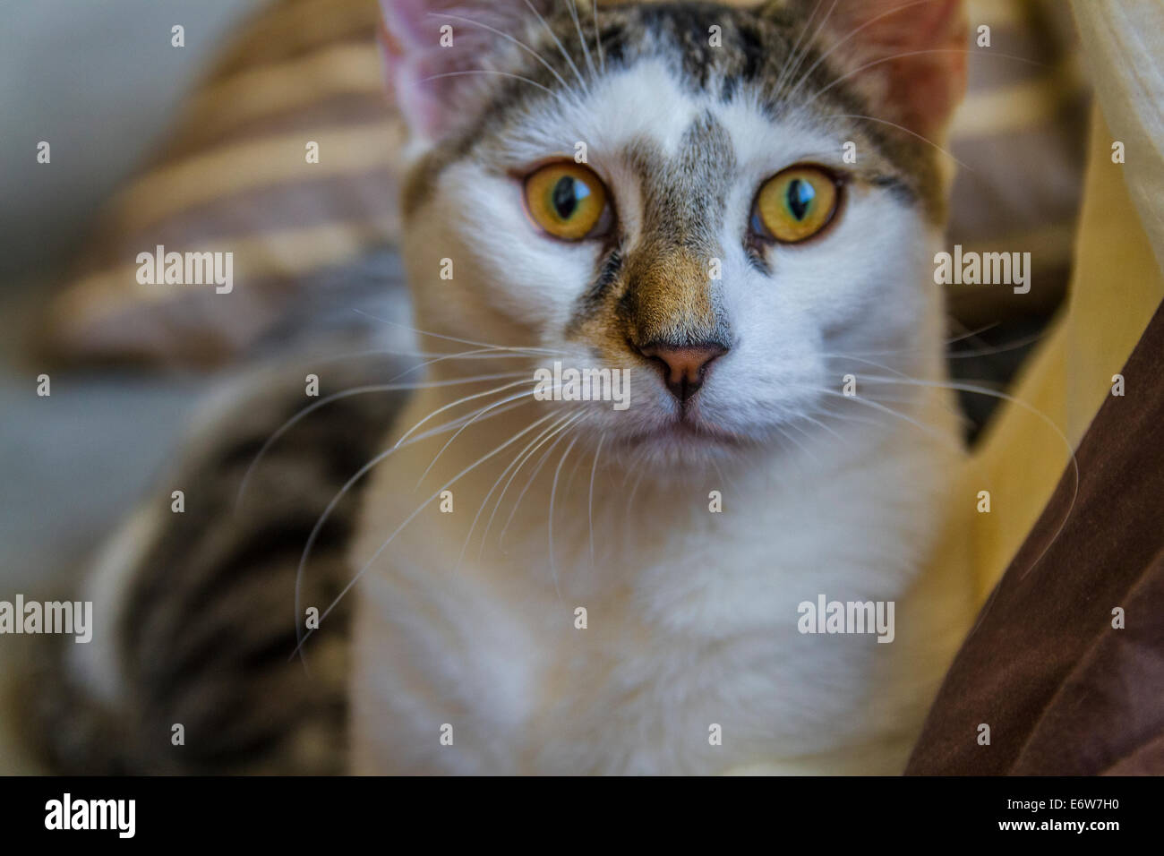 A beautiful Golden Eyed Adolescent cat Stock Photo - Alamy