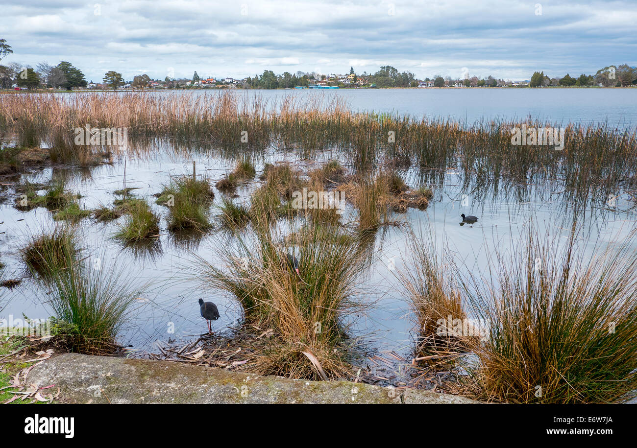 Hamilton city, new zealand hi-res stock photography and images - Alamy