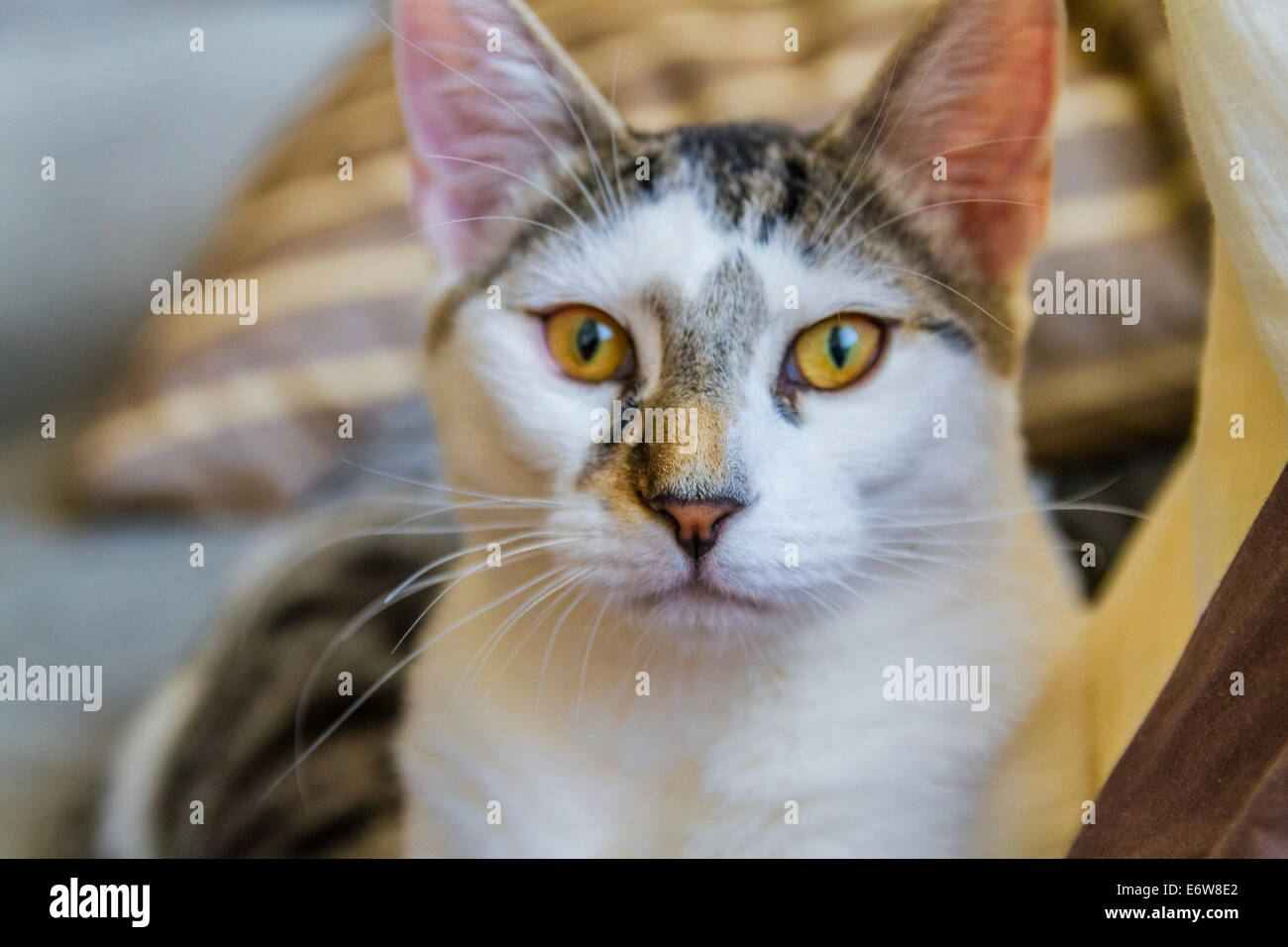 Golden eyed cat hi-res stock photography and images - Alamy